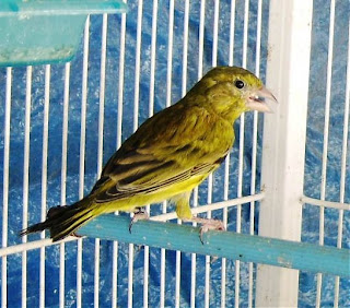 lazaridis ioannis: ΦΛΩΡΟΚΑΝΑΡΟ 2007